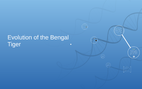 Evolution of the Bengal Tiger by Mo Vaughan on Prezi