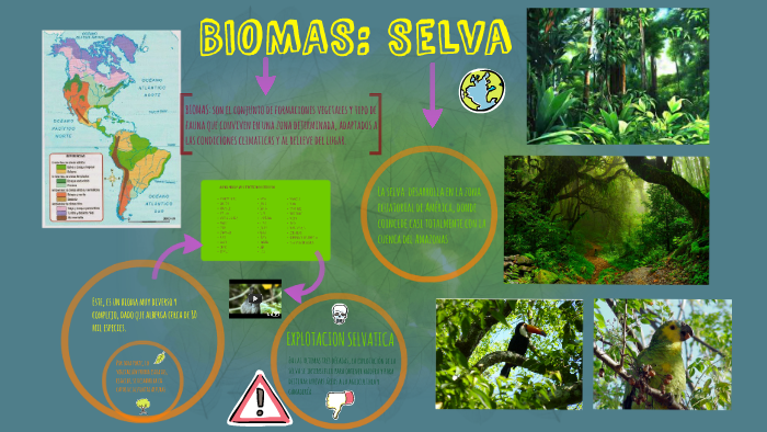 BIOMAS: Selva by Silvina Pellegrini on Prezi