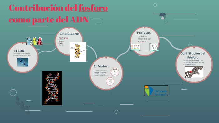 Contribución del fosforo como parte del ADN by Danitza Rivera