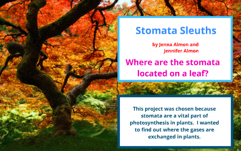 Stomata Sleuths by Jenna Almon on Prezi