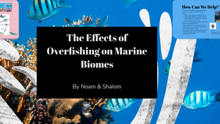Effects of Overfishing in Marine Biomes by Noam Tol on Prezi