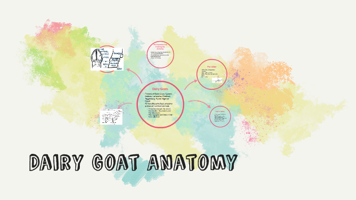 Dairy Goat Anatomy by Paola Peña on Prezi