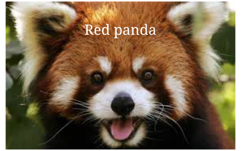 Red Panda by brandon lynn on Prezi