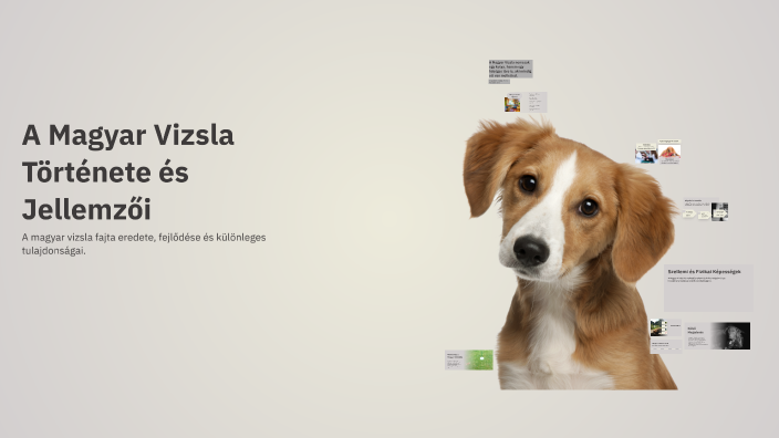 A Magyar Vizsla Története és Jellemzői by pjevac dusan on Prezi
