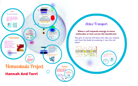 Homeostasis Project by Hannah Isabella on Prezi