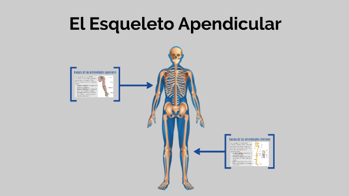 Esqueleto apendicular by Raúl Urquiola on Prezi