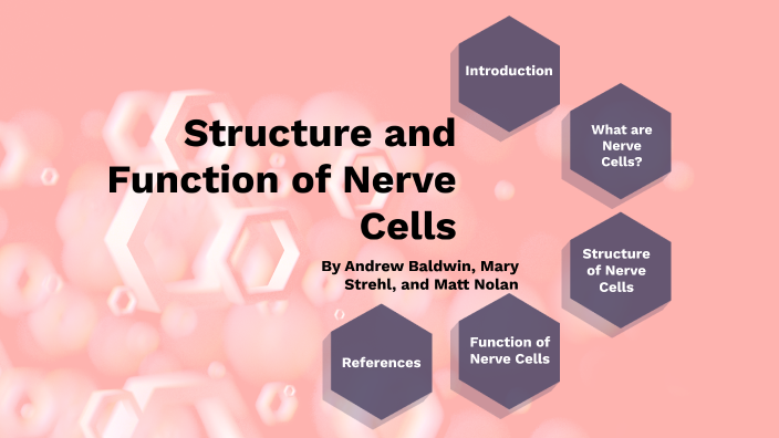 Structure and Function of Nerve Cells by Andrew Baldwin on Prezi