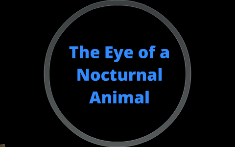 anatomy of nocturnal animals eyes by dakota mccoll on Prezi