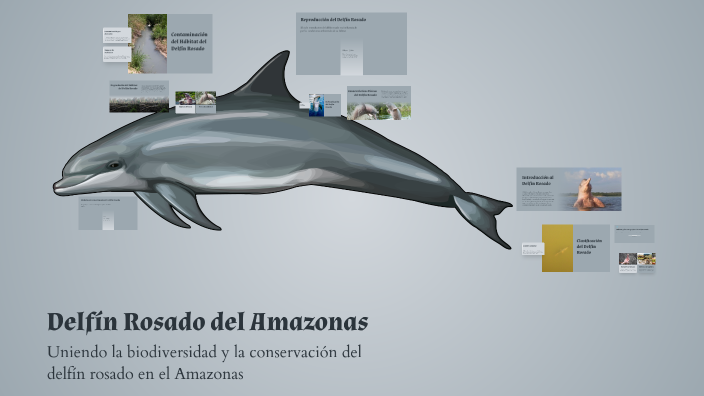 Delfín Rosado del Amazonas by Alexander Torres on Prezi