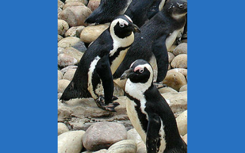 Endangered Species African Penguin by Erika Marchant on Prezi