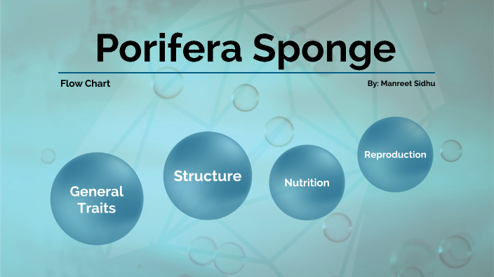 Porifera Flow Chart by Manreet Sidhu on Prezi