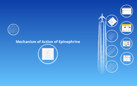 Mechanism of Action of Epinephrine by on Prezi