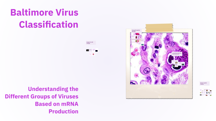 Baltimore Virus Classification by Sebastian Leng on Prezi