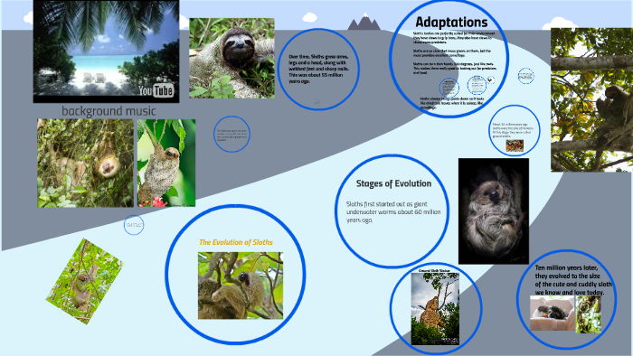 Sloth Evolution by synclair miller on Prezi