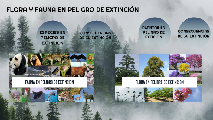 FLORA Y FAUNA EN PELIGRO DE EXTINCIÓN by DYLAN ANDREE RIVAS ZAVALETA on ...