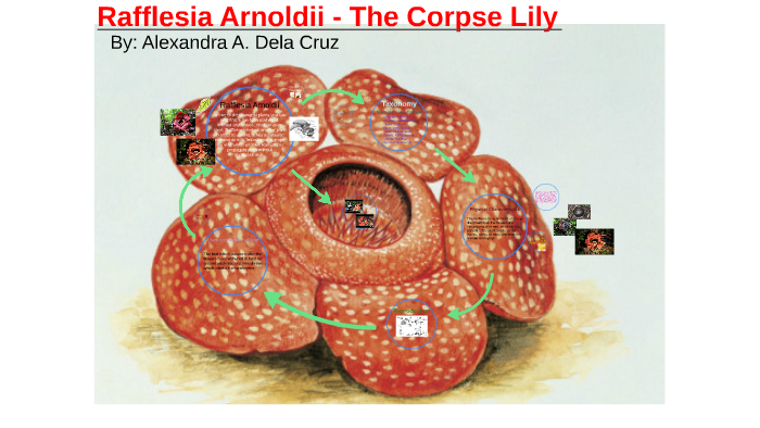 Rafflesia Arnoldii - The Corpse Lily by Alexandra Dela Cruz on Prezi