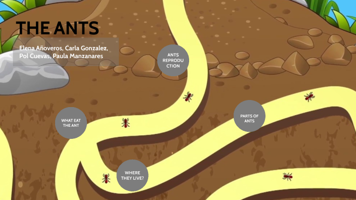 THE ANTS by Paula Manzanares on Prezi
