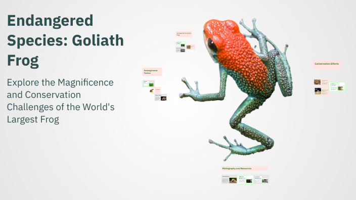 Endangered Species: Goliath Frog by keving gonzalez on Prezi