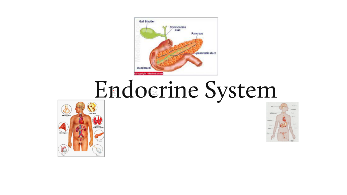 The Endocrine System by Dean Cooney on Prezi