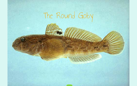 Invasive Species: The Round Goby by Stevenson Staios on Prezi