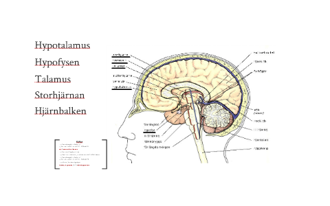 Det biologiska perspektivet by Sonja Lindvall on Prezi