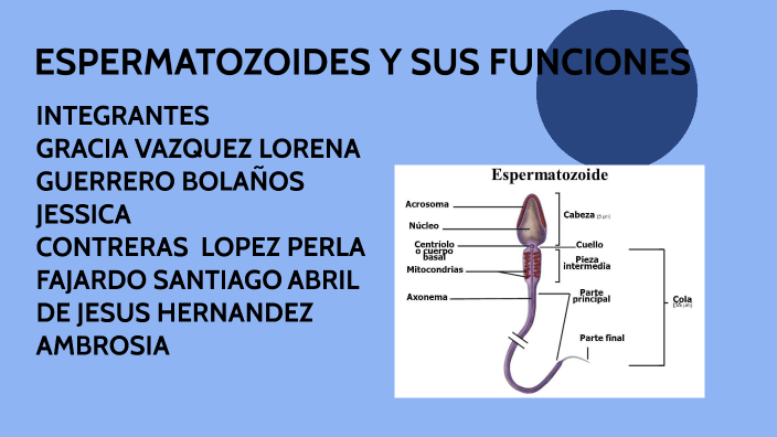 Espermatozoides y sus fuZnciones by Fajardo Santiago Abril on Prezi