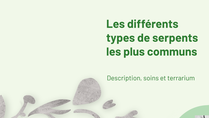 Les différents types de serpents les plus communs by Louane ...