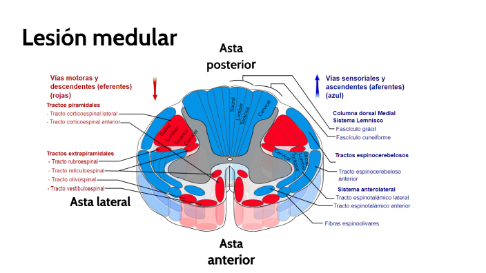 Médula espinal by Claudio Díaz on Prezi