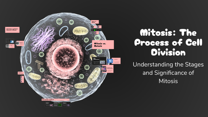 Mitosis: The Process of Cell Division by Tevin Anderson on Prezi