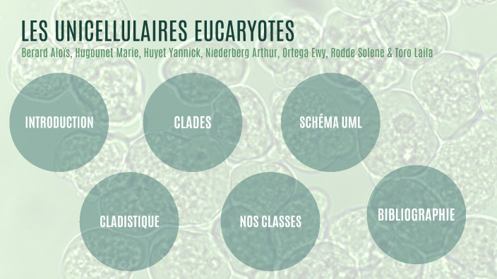 Les Unicellulaires Eucaryotes by on Prezi