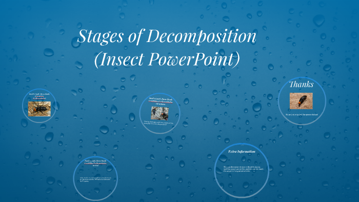 Stages of Decomposition by Haisia Perry on Prezi