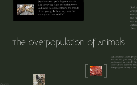 The Overpopulation of Animals by Meg Voigt on Prezi