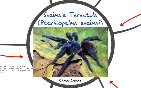 Sazima's Tarantula by Chase Lemke on Prezi