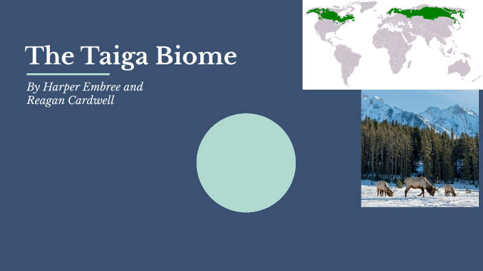 The Taiga Biome Presentation by Harper Embree on Prezi