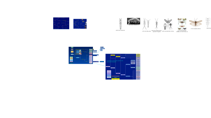 ordre des protoures by Gui_Mnt on Prezi