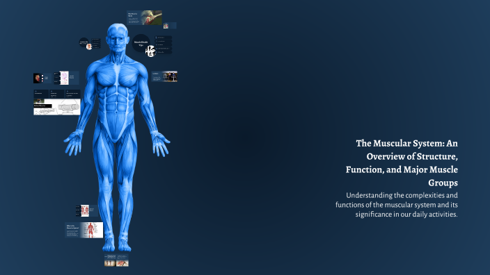 The Muscular System: An Overview of Structure, Function, and Major ...