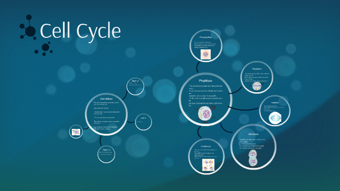 Cell Cycle by kevin slye on Prezi