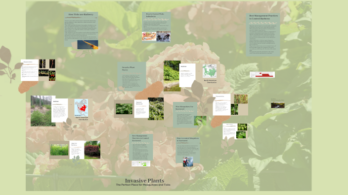 Invasive Plants by Kyle Schutt on Prezi