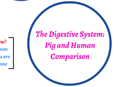 The Digestive System: Pig and Human Comparisen by Elizabeth McPherson ...