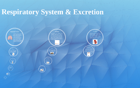 Respiratory System & Excretion by Josh Cohen Doron on Prezi