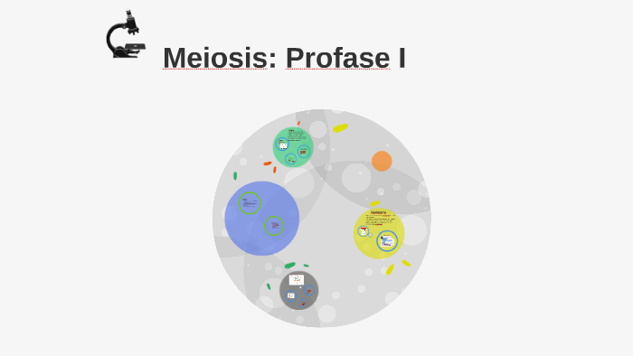 Profase I by Carolina Tenorio on Prezi