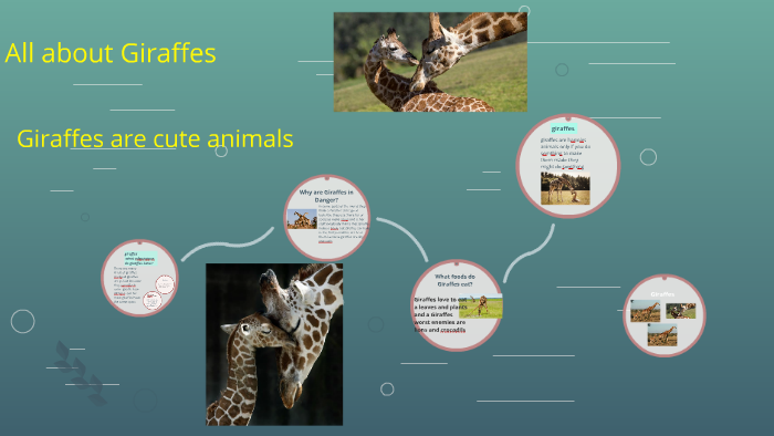 giraffles what adaptations do giaffles have? by Noya Nazir on Prezi
