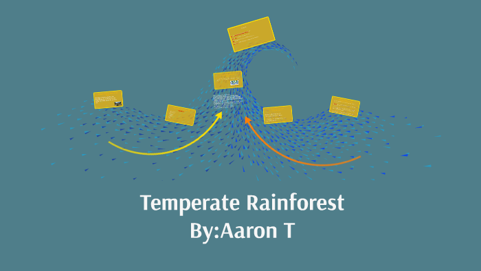 Temperate Rainforest by Aaron Tinoco