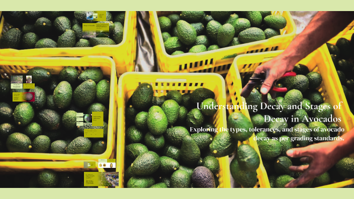 Understanding Decay and Stages of Decay in Avocados by Jesus Olivarez ...