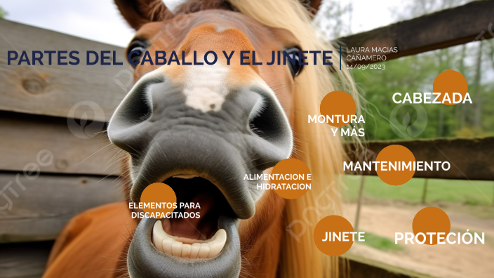 Partes del caballo by Laura Macías Cañamero on Prezi