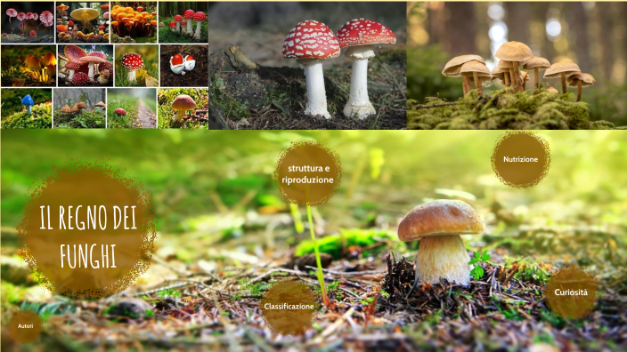 Il Regno dei Funghi by Angelica Simmini on Prezi