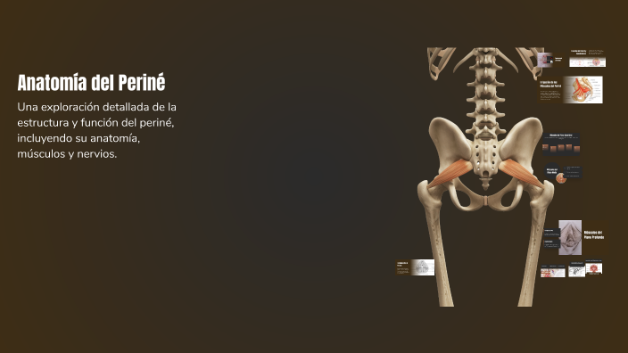 Anatomía del Periné by Sofía Goroso on Prezi