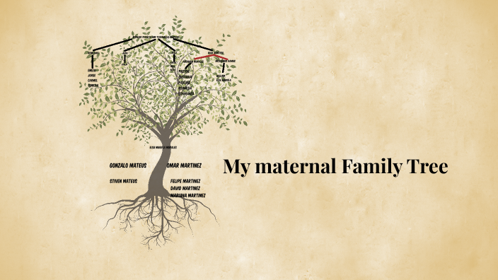 My Maternal Family Tree by Stiven Mateus on Prezi