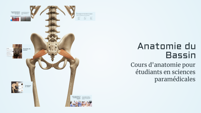 Anatomie du Bassin by Anis LILI on Prezi