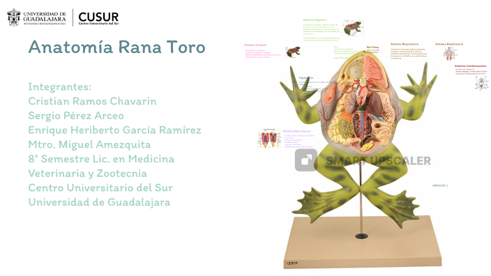 Anatomía Rana Toro by ENRIQUE HERIBERTO GARCIA RAMIREZ on Prezi